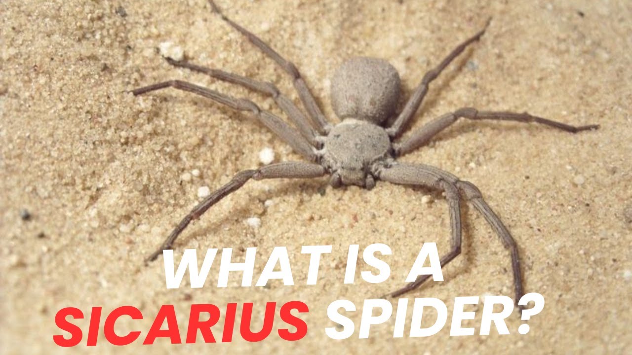 What is a Sicarius Spider?🕷️😱 - YouTube