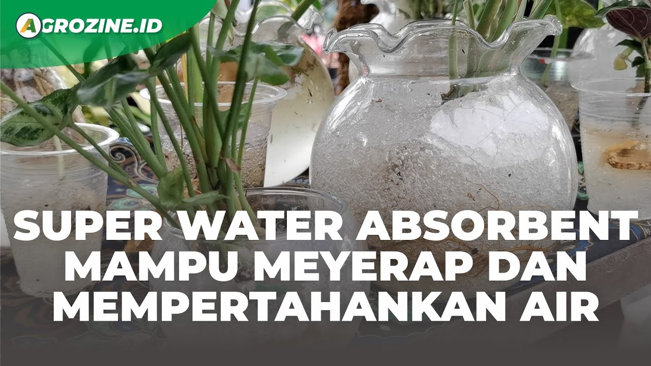 Mengenal SWA (Super Water Absorbent) dengan material Hidrogel untuk ...
