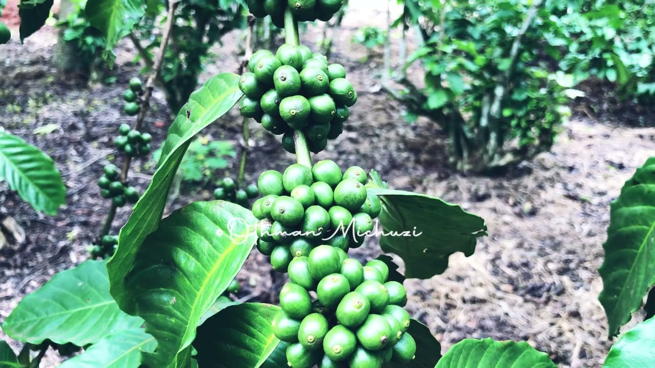 Beautiful views in Karagwe - Kyerwa, Kagera in Tanzania - YouTube