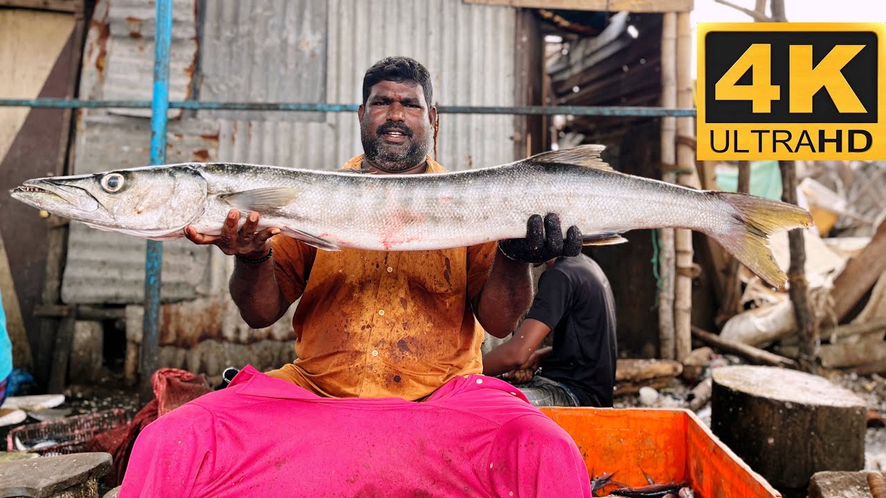 Sila fish cutting video Fishcuttingrs #kasimedu #fishcuttingrs #fish ...