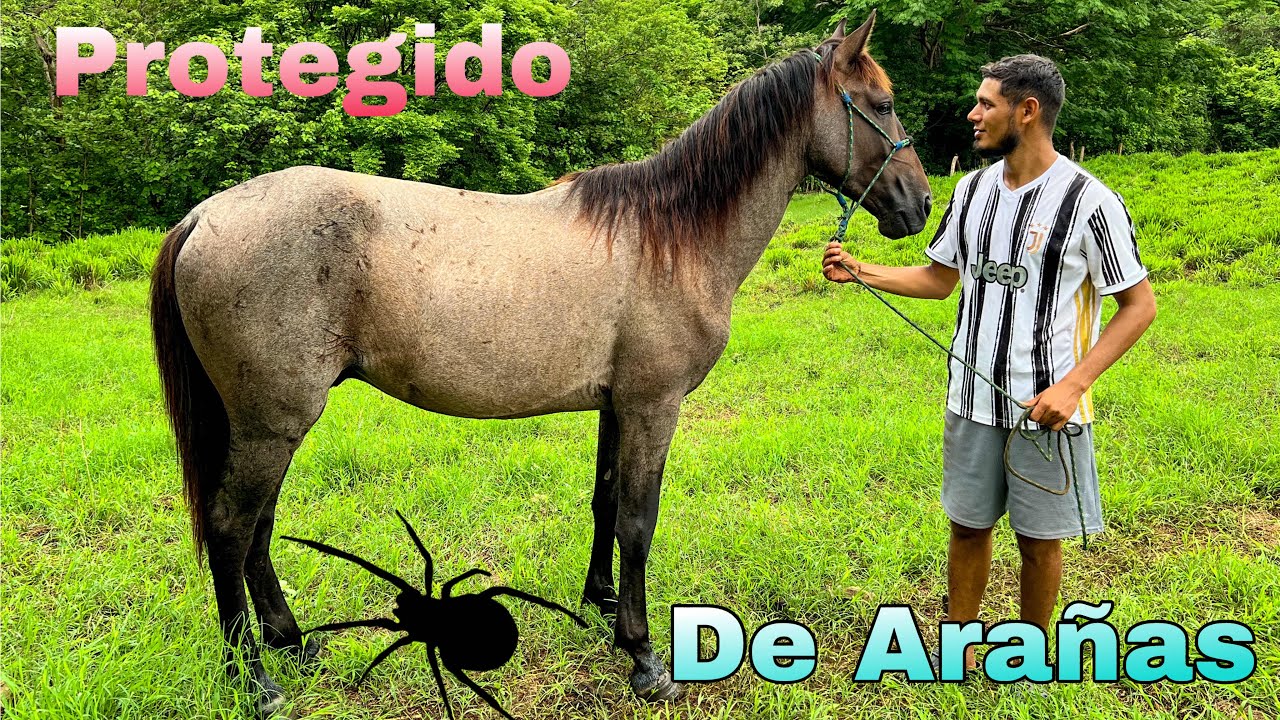 De esta manera protegemos a los caballos de las meadas o mordidas de la ...