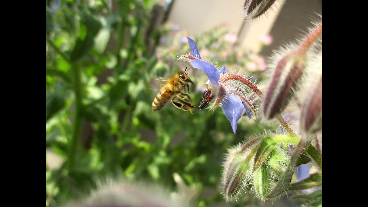 BEES' TONE - 蜂たちの調べ CosmoMaris☆Piano - Shino - YouTube