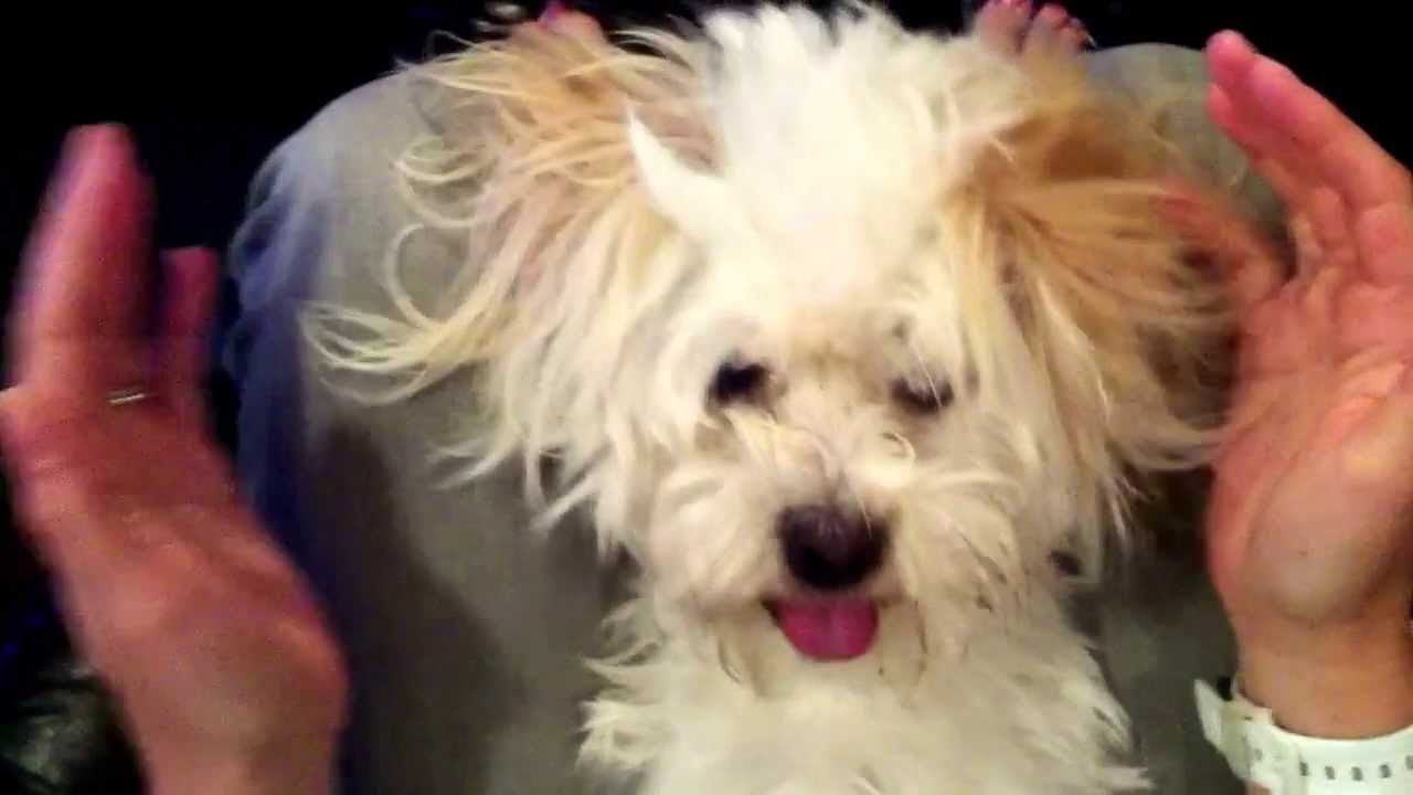 Funny dog gets a head massage - YouTube