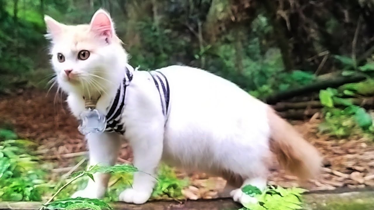 IMUT..menggemaskan lucu - funny kitten cat - moment cat funny - part ...