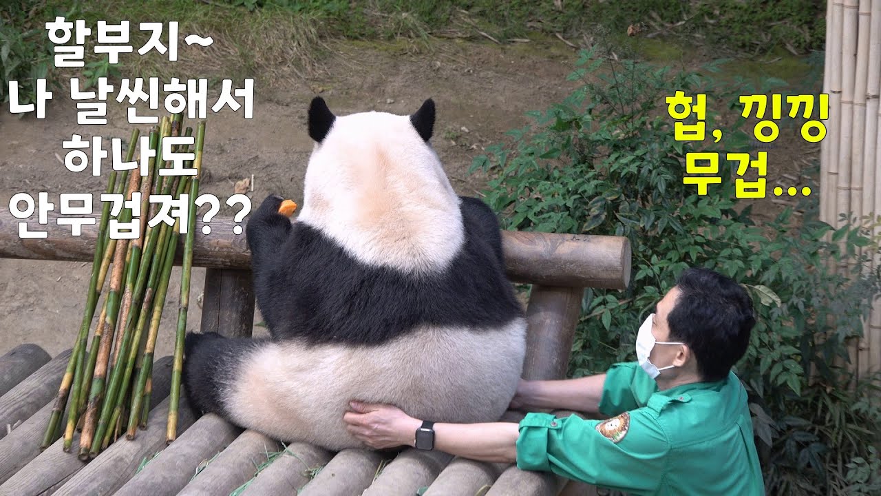 에버랜드 판다 맛있게 대나무 먹더니 갑자기 퇴근문 앞으로간 푸바오 송영관사육사님이 주신 당근 먹고 식욕 뿜뿜 귀엽게 뒤돌아 앉은 푸바오 돌려주시는 작은 할부지
