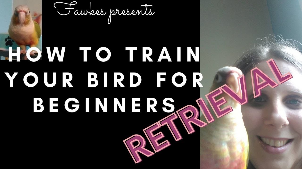 How to Train Your Bird for Beginners: Retrieval - YouTube