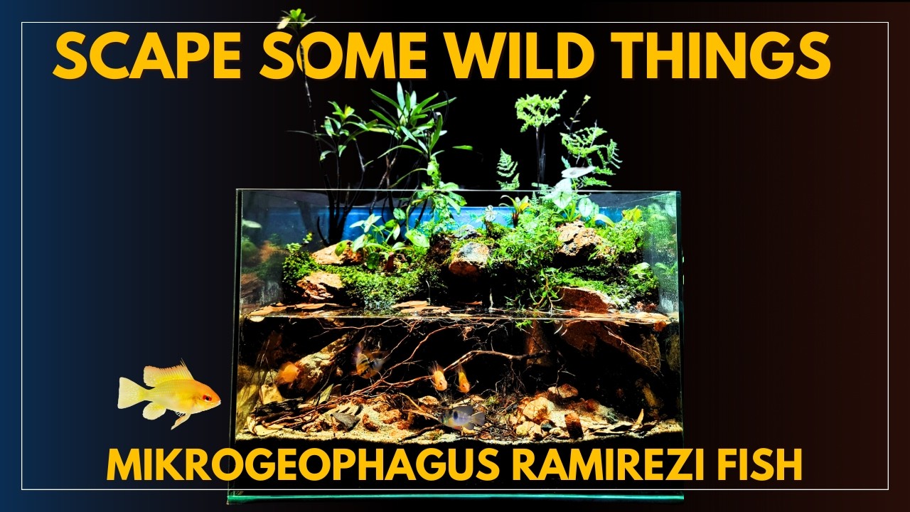 Scape some Wild things for Mikrogeophagus ramirezi fish Biotope ...