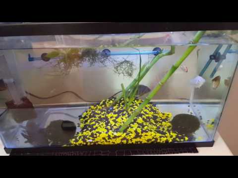 Crazy molly fish gourami attack