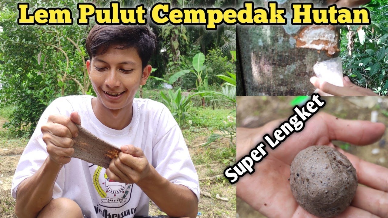 Terbaru Cara Membuat Lem Pulut Burung Super Lengket Tidak Merusak Bulu ...