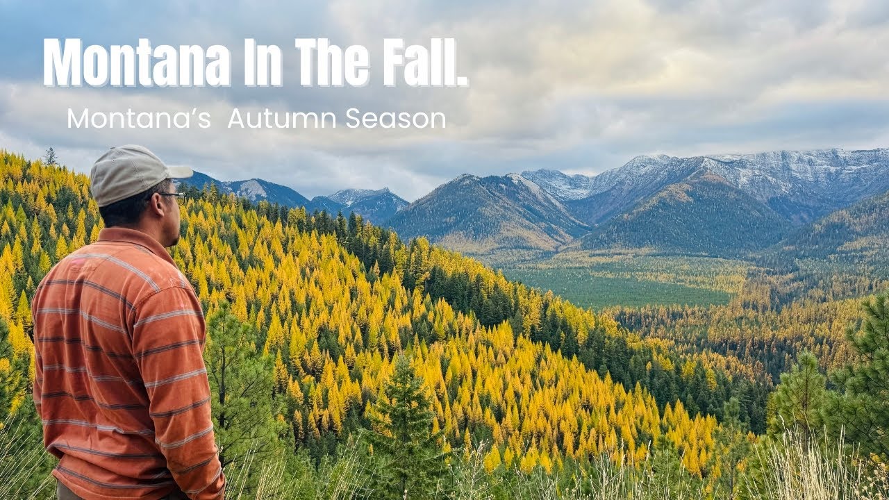 The golden Yellow and orange colors of Montana Mountains in the Fall ...