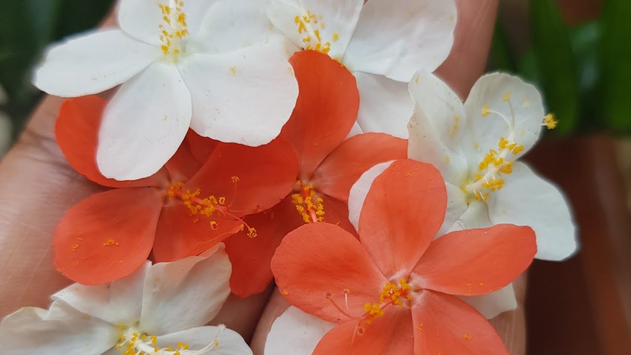 Different colours Nitya Malli #rare #plants #floweringplant - YouTube