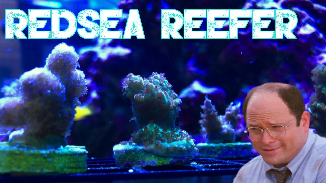 Red Sea Reefer 250 | Acropower | RedSea Blue Bucket Salt | Updated Par ...