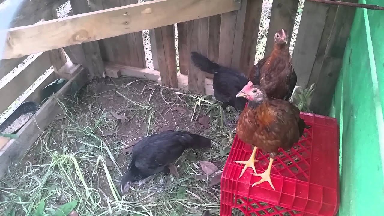Los pollitos están creciendo! - YouTube