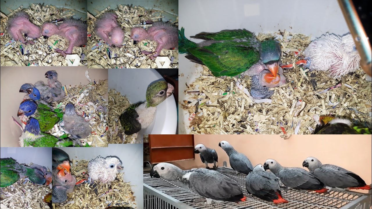 Exotic Parrots Babies Grey - Rainbow Lory - Derbyan Parakeets - YouTube
