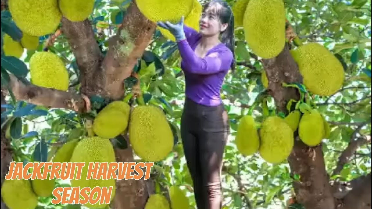 Jackfruit Harvest Season | Picking Ripe Jackfruit from My Forest Garden ...