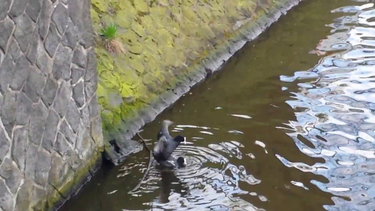 Amsterdam Pijp birds humping netherland - YouTube