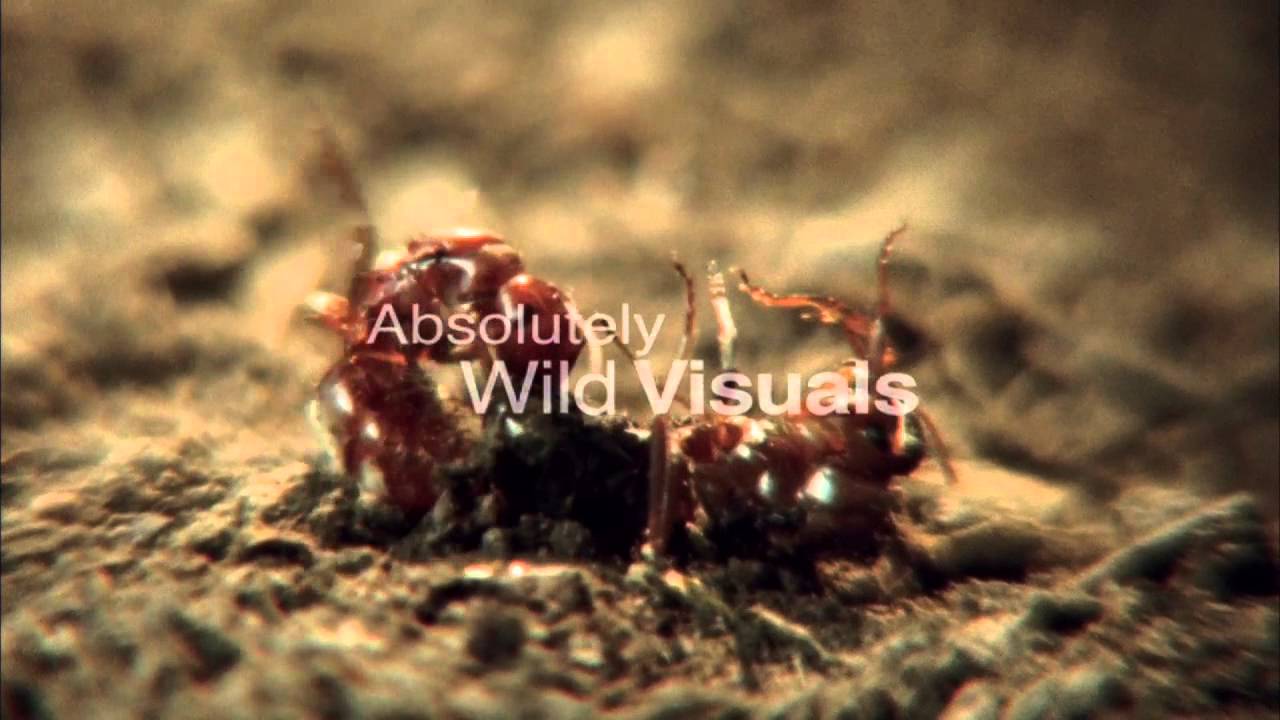 Slave Maker Ants - YouTube