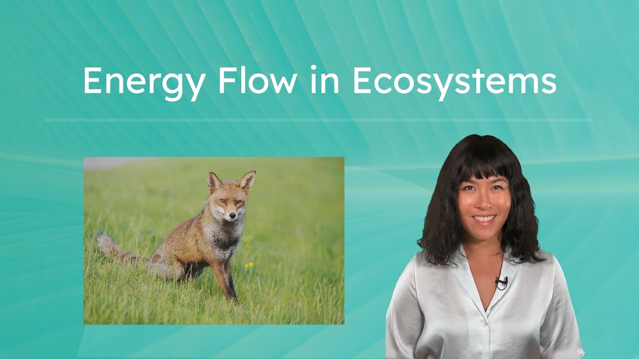 Energy Flow in Ecosystems - Environmental Science for Teens! - YouTube