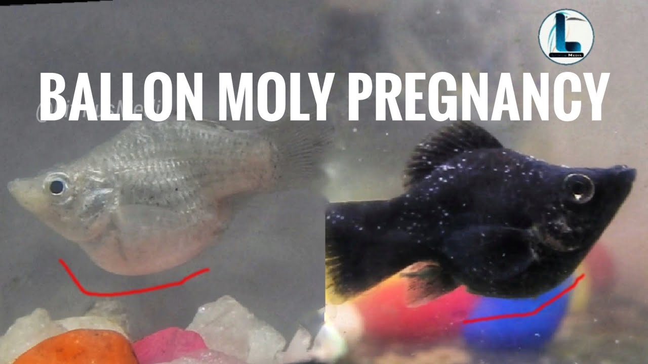 HOW TO KNOW BALOON MOLLY PREGNANT|FUNGUS TREATMENT OF FISH WITH SALT ...
