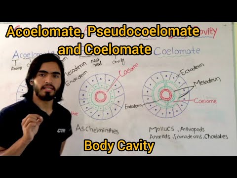 Acoelomate Pseudocoelomate and Coelomate/ Classification Of Animals ...