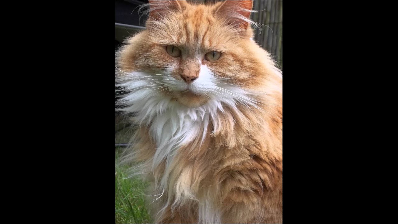 Snarf Snarf - YouTube