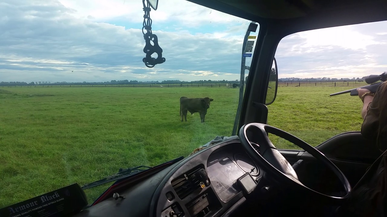Town & Country Homekill Bull Shooting - YouTube