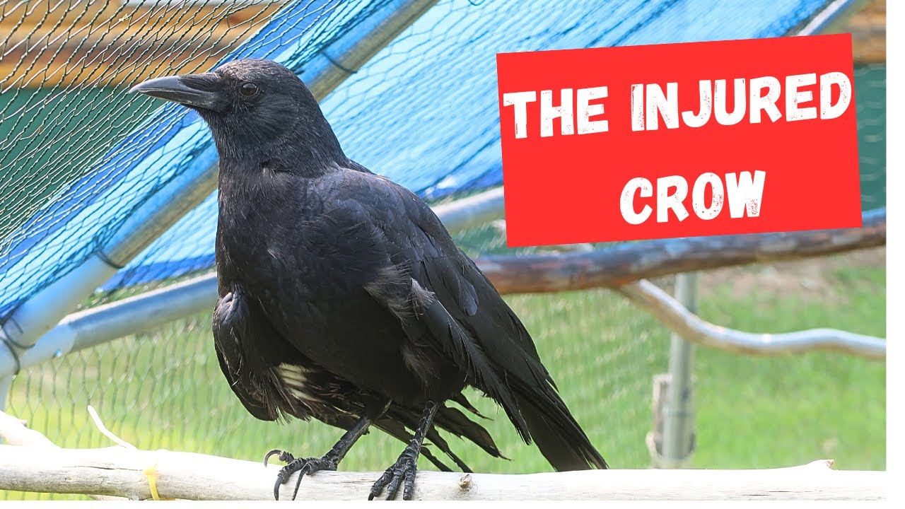 Injured crow up close - YouTube