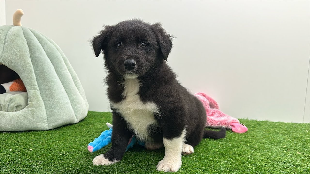 🐶 Kruising Australische herdershond x Border Collie 🐶 reu 🐶 PUP ID ...