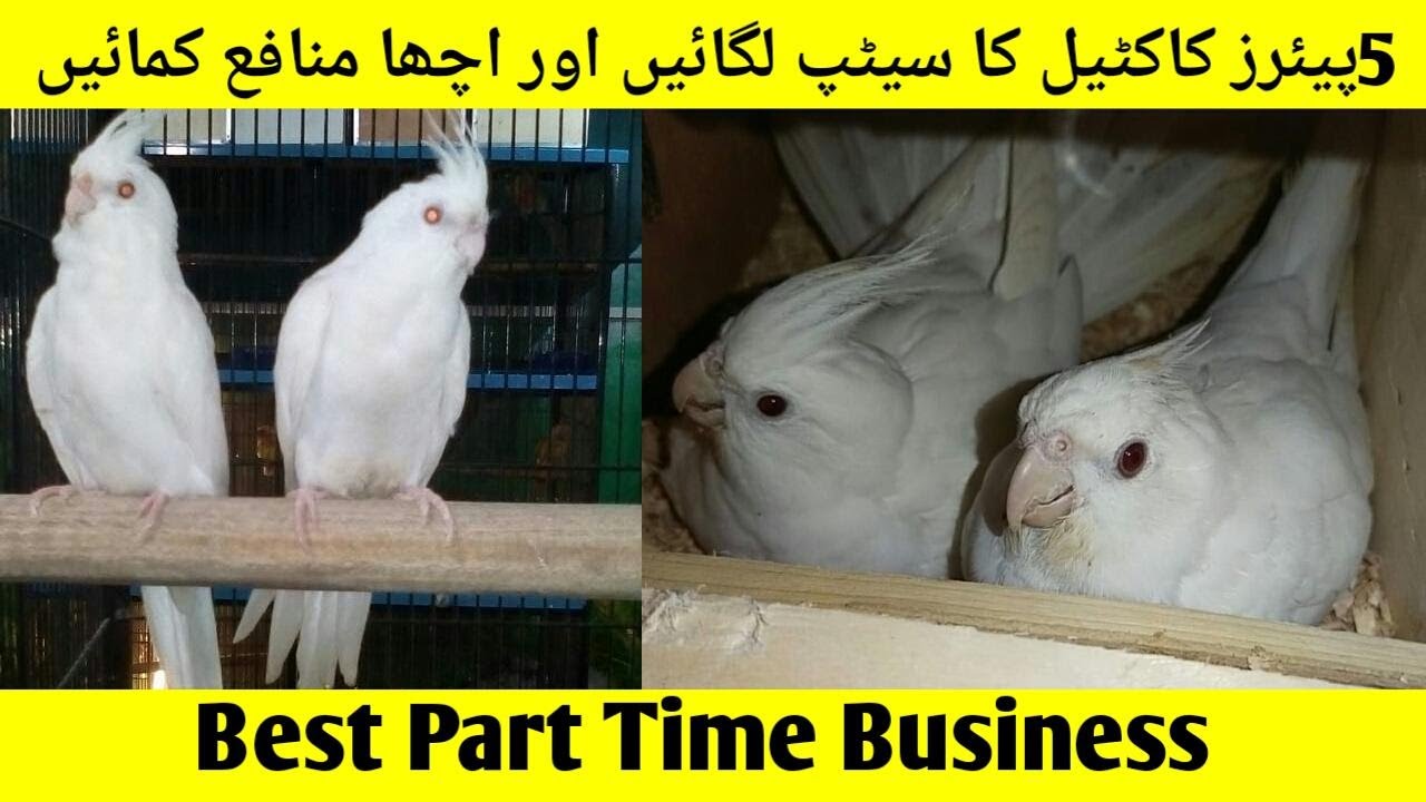 Eno Cocktail setup | 5 Pairs Eno Cocktail lagain | best part time ...