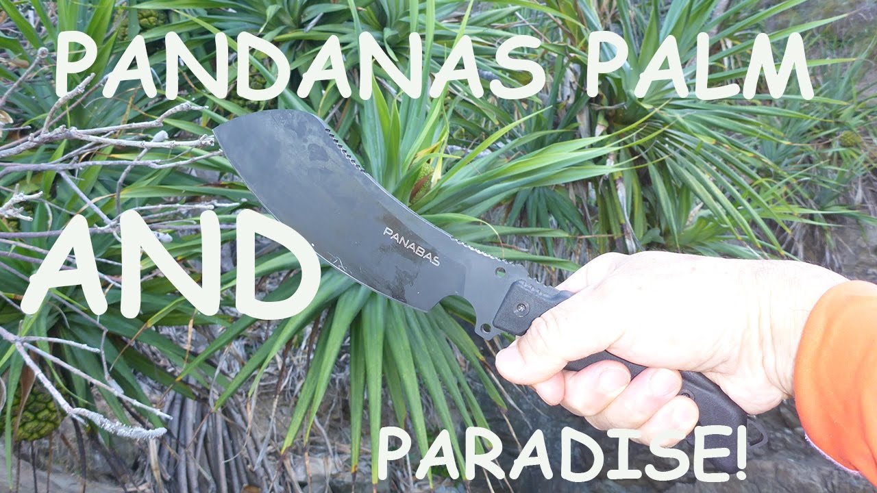 Pandanus Palm and a Family Day Out on the Coast. - YouTube