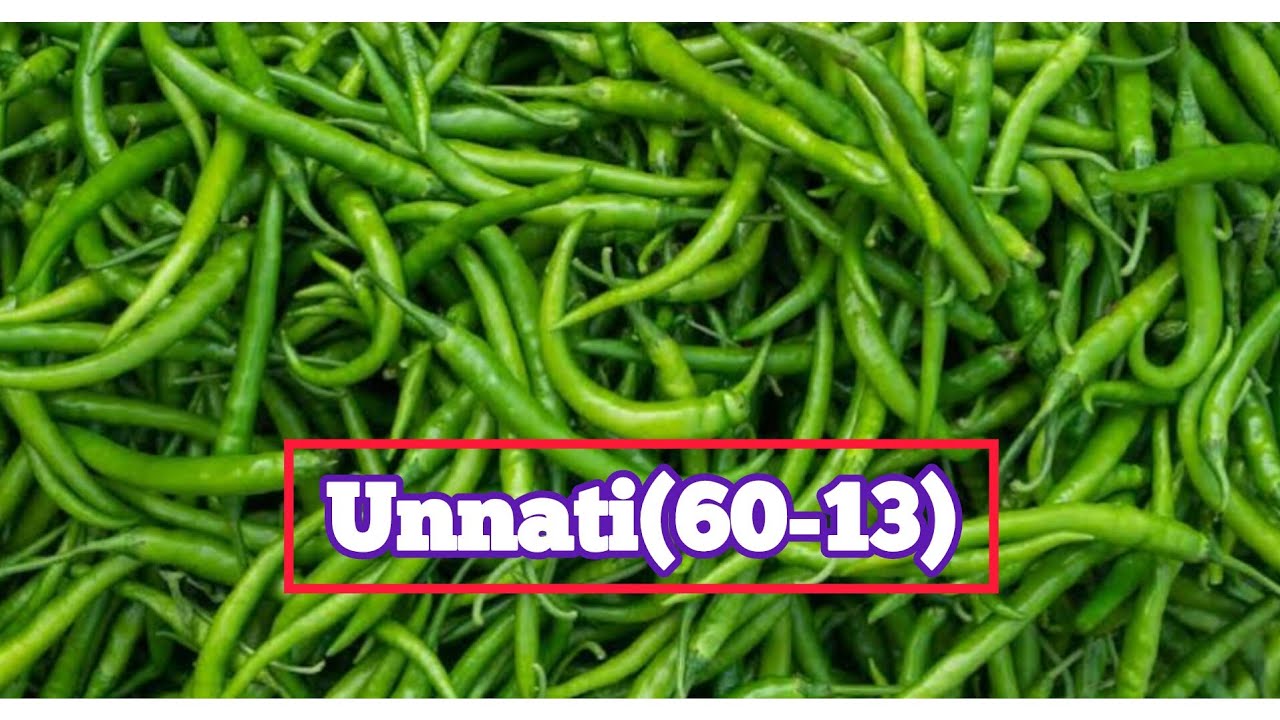 Unnati(60-13) || Chilli || VNR Seeds || Assam Agri Point - YouTube