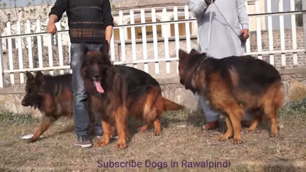 German Shepherd sieger dog show 21 02 2021 Longhairs gsd Watch full vid ...
