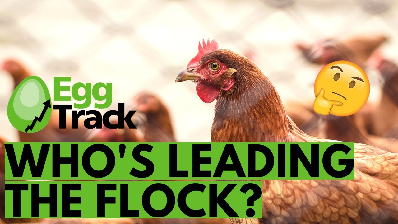 Who's leading the flock? | EggTrack 2020 - YouTube