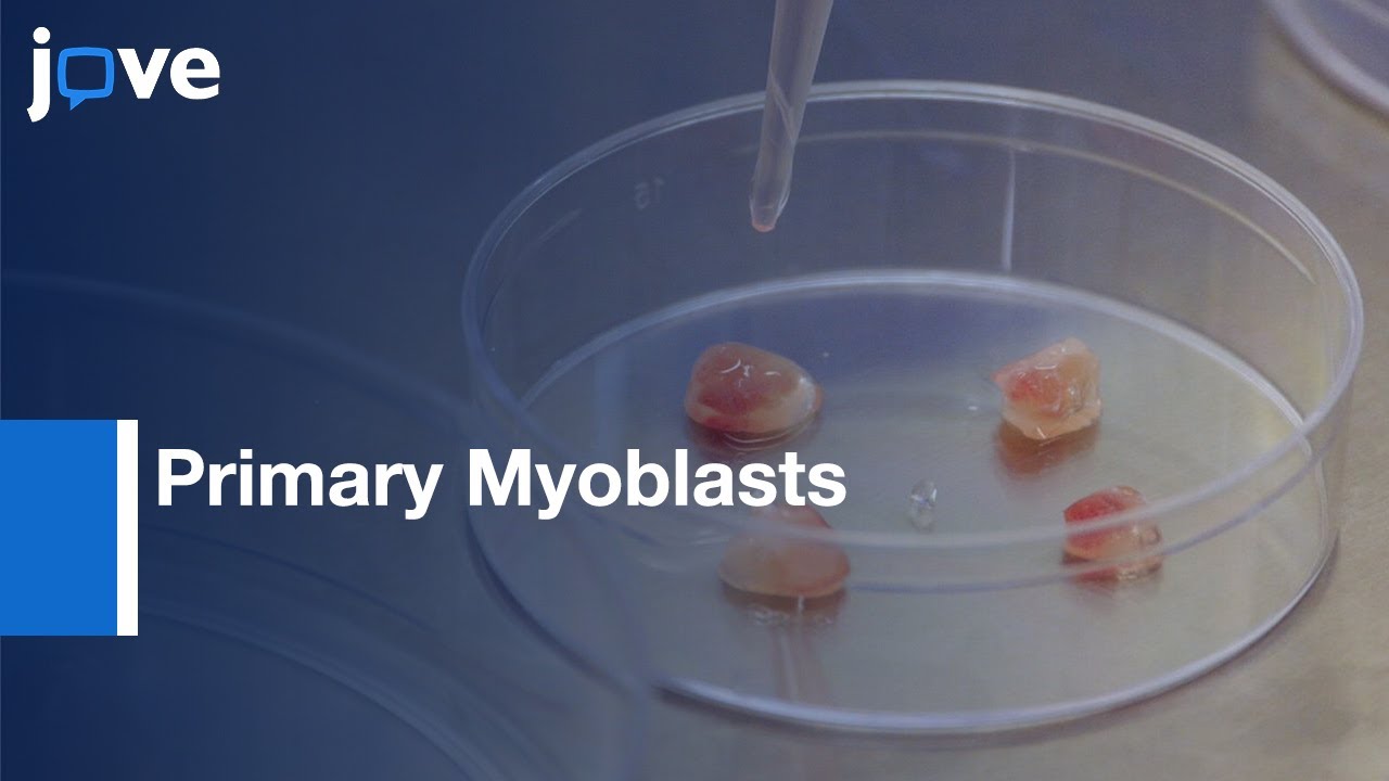 Primary Myoblasts Isolation and Differentiation | Protocol Preview ...