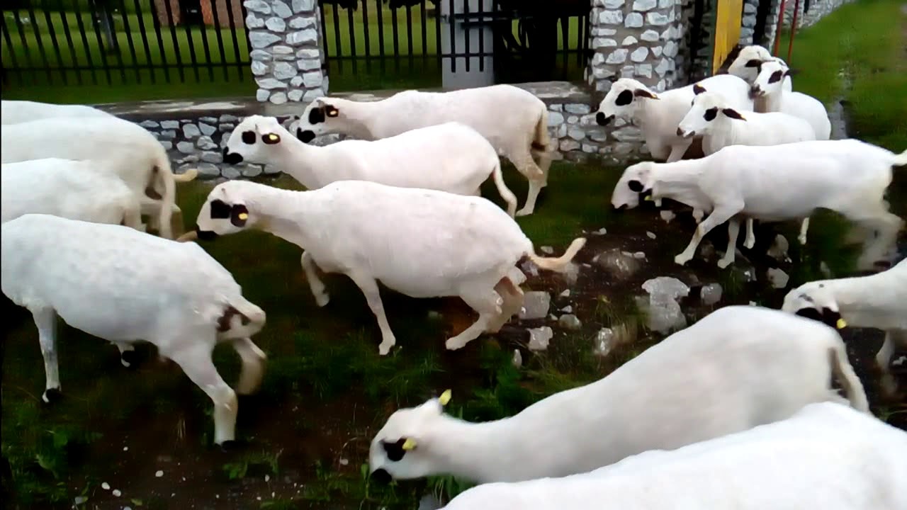 Sjeničke ovce Valjevo - YouTube