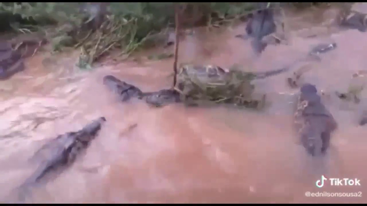 Crocodile! - YouTube