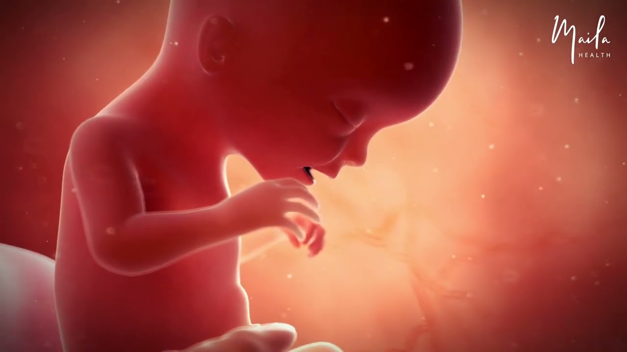 17 Weeks of Pregnancy | Second Trimester | Fetal Stage - YouTube