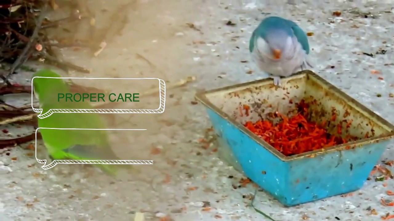 All about Quaker Parrot Lifespan - YouTube