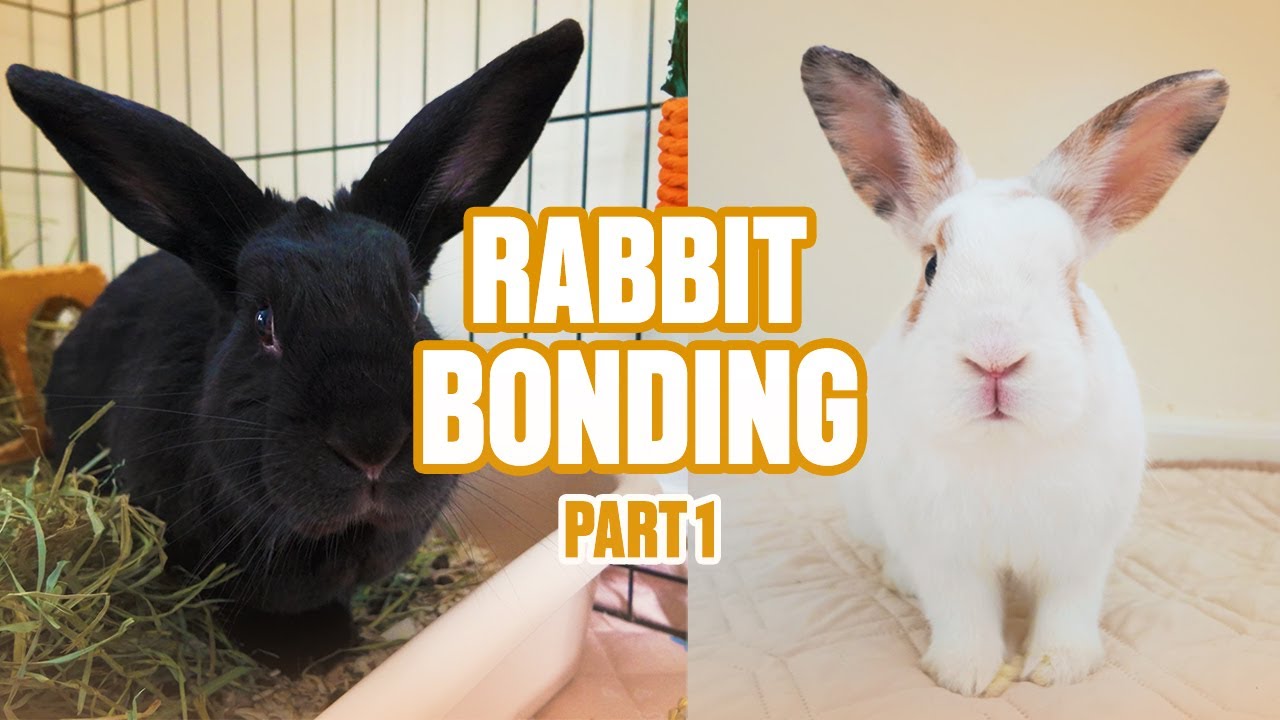 Rabbit Bonding: Introducing My Rabbits for the First Time - YouTube