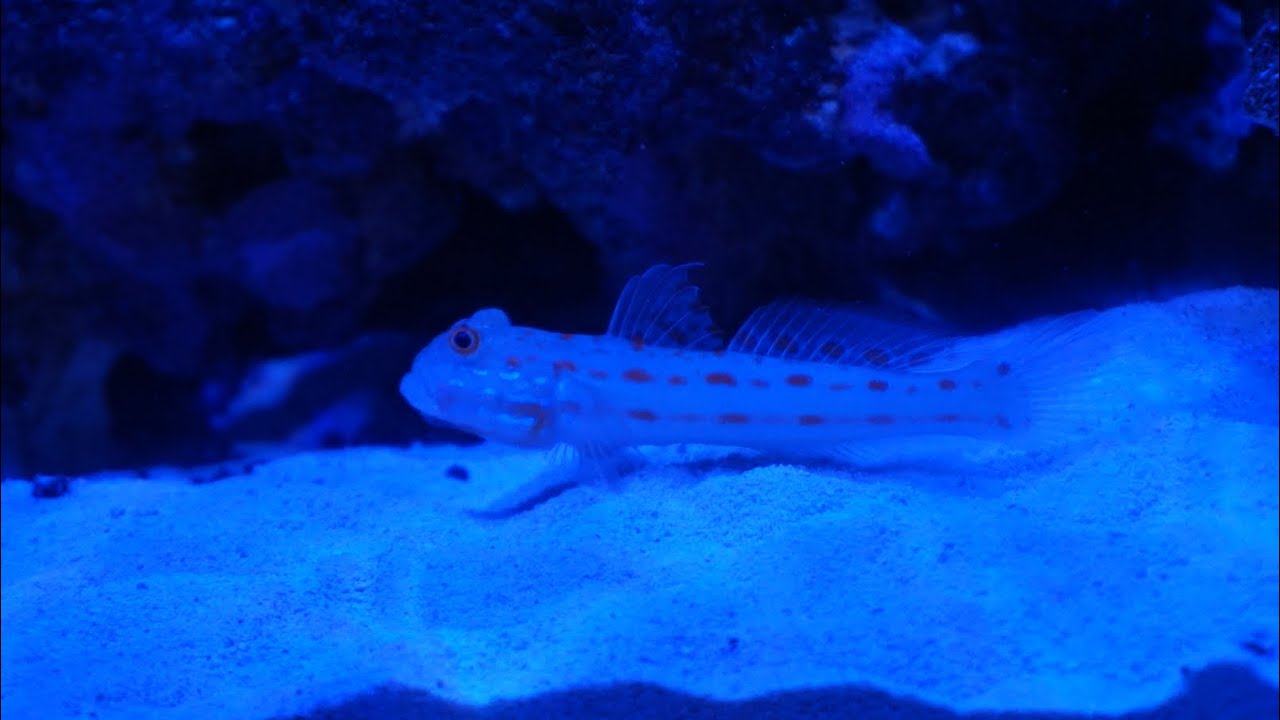 A Day In The Life Of A Diamond Watchman Goby #trending #trendingvideo ...