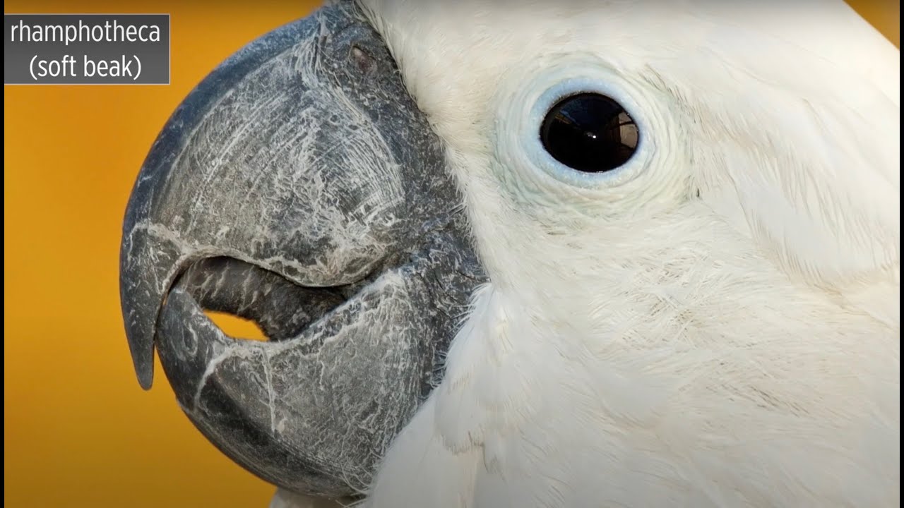 Cretaceous bird beak informs early beak form, function and development ...