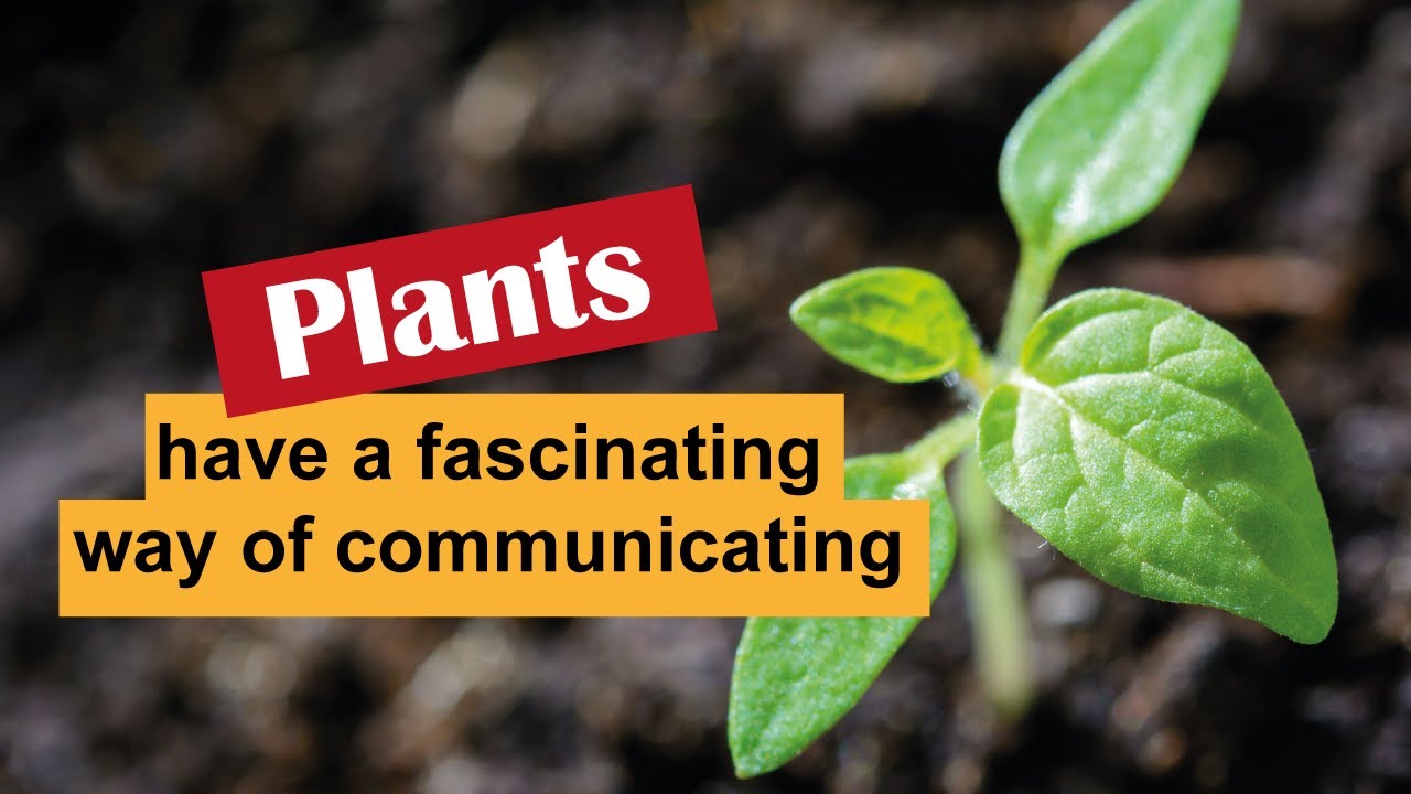 Plants have a fascinating way of communicating and interacting - YouTube