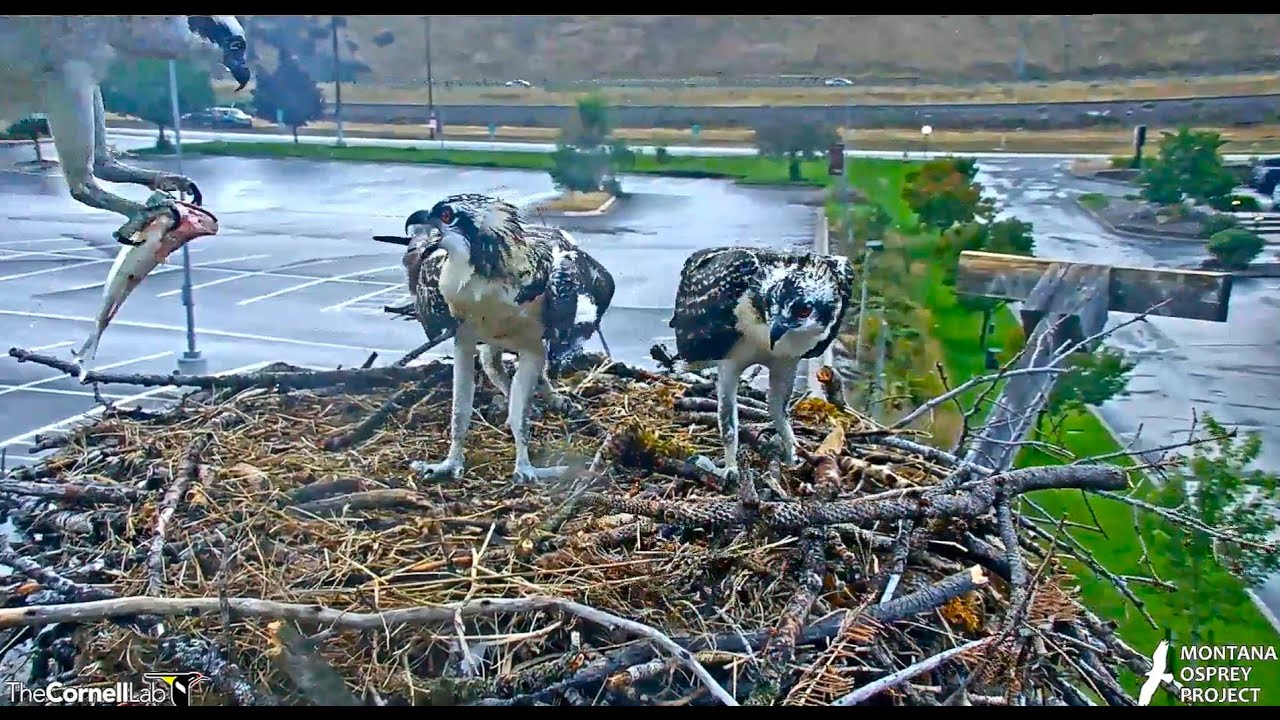 Headless fish for all from Finnegan 2024 08 10 19 03 28 029 - YouTube