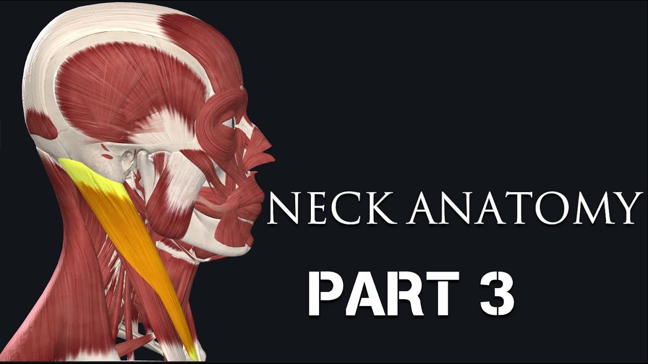 Side of the Neck - Sternocleidomastoid Muscle (Neck Anatomy part 3 ...