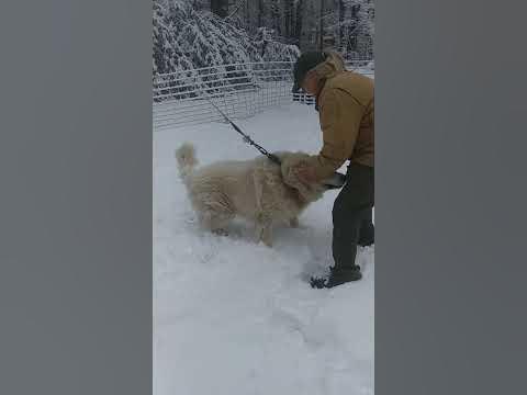 Winter puppy scoot...! - YouTube