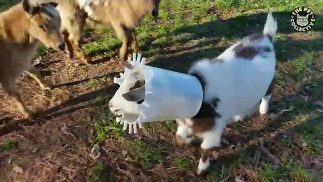 Animal Thug Life - Funny goats - Compilation 1 - YouTube