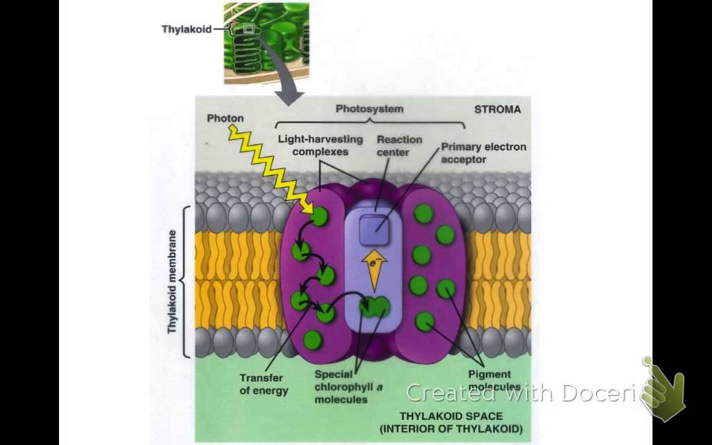 Cellular Energetics 1: Photosynthesis Part 2 - YouTube