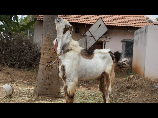 Jamunapari Goat In Kerala