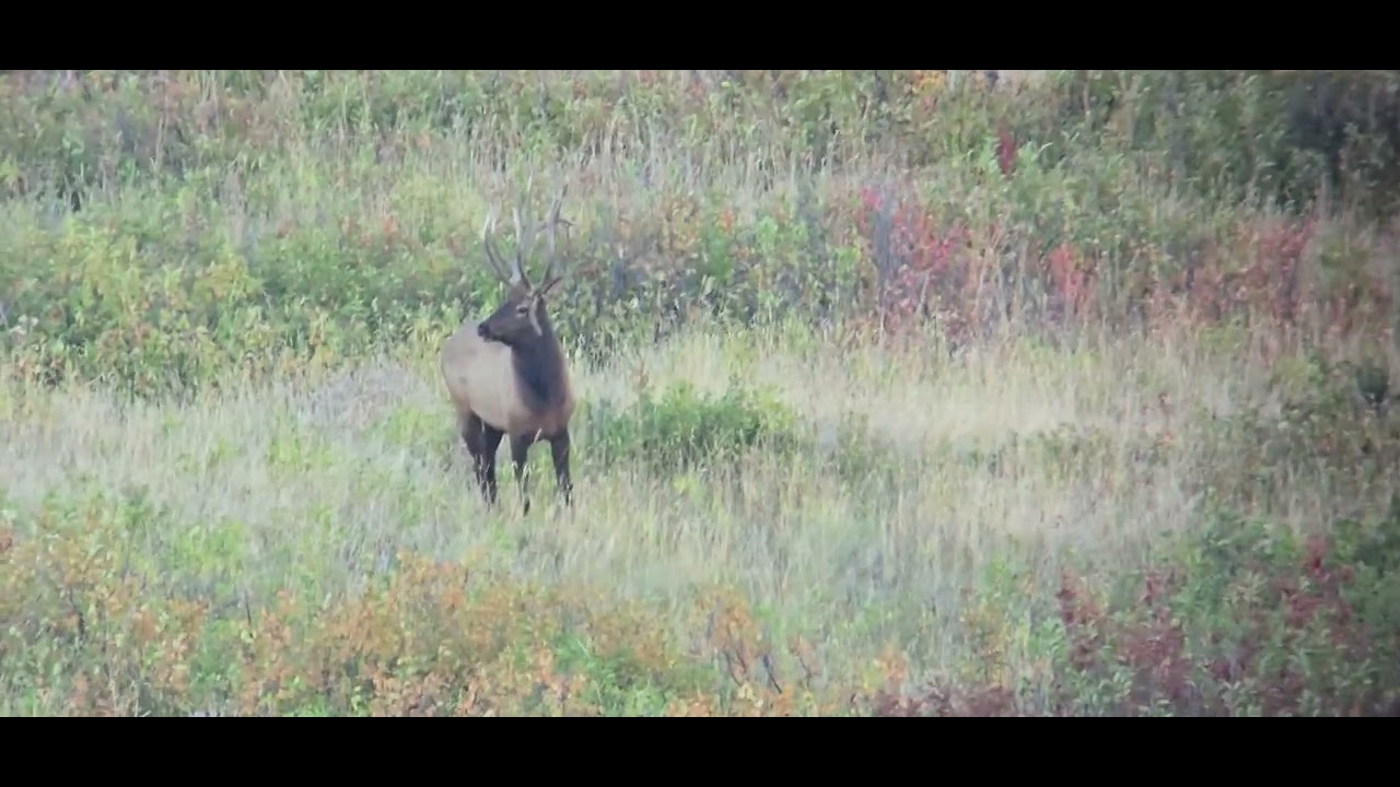 Freak Horn Bull Elk #2 - YouTube