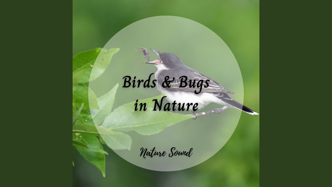 Crow Sound - YouTube Music